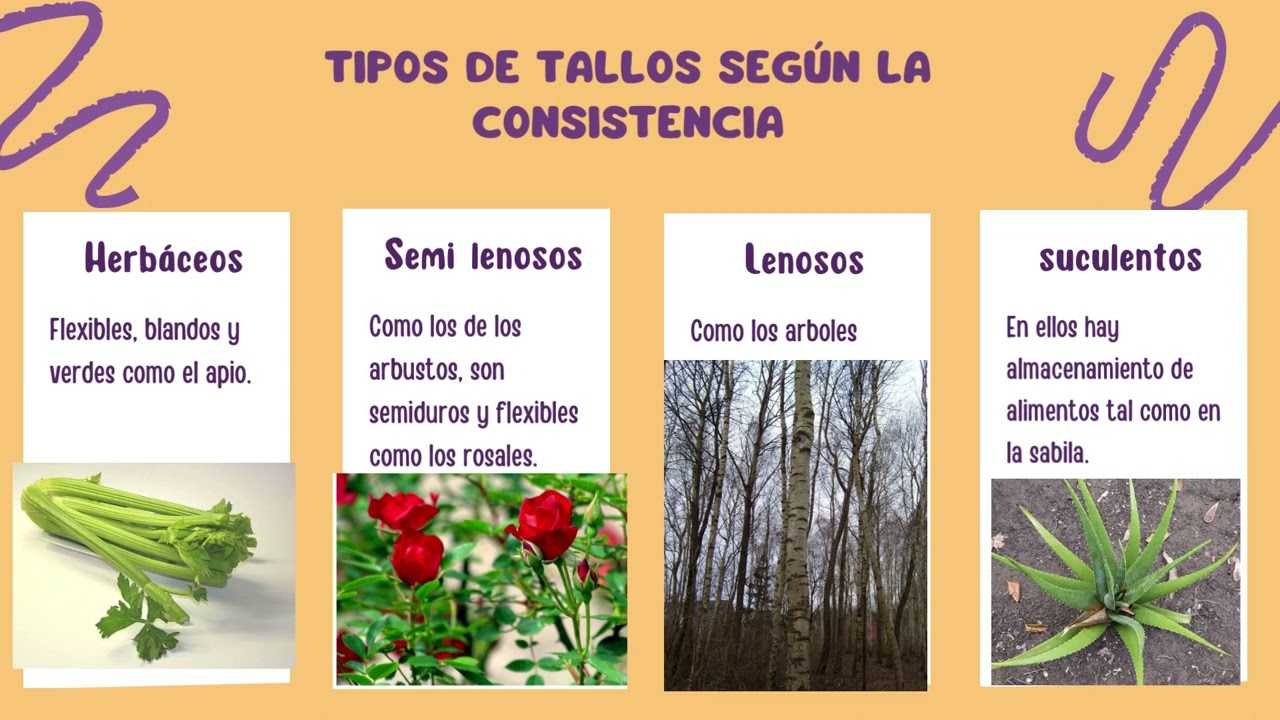 🌿 Tipos de Tallos en Botánica: Estructura, Clasificación y Ejemplos ...