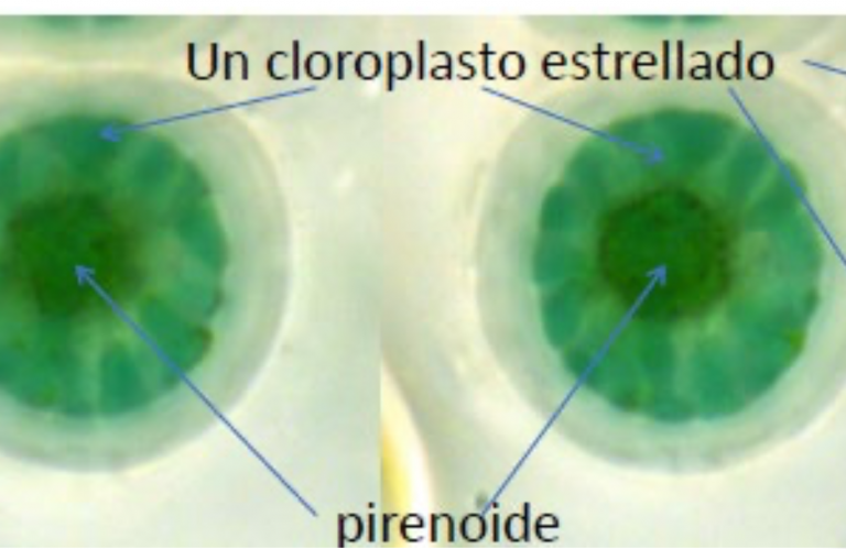 玄 Algas Rhodophyta Caracterﾃｭsticas Estructura Y Utilidad De Las Algas