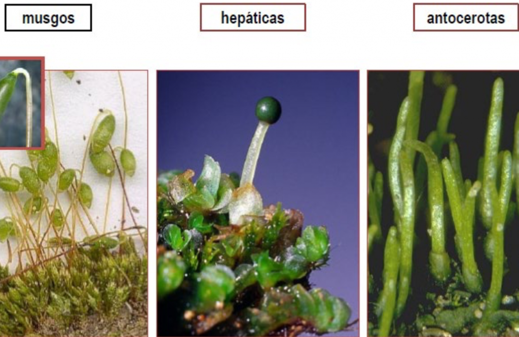 🌱 Diferencias Entre Musgos, Hepáticas Y Antocerotas: Tipos De Briofitos ...