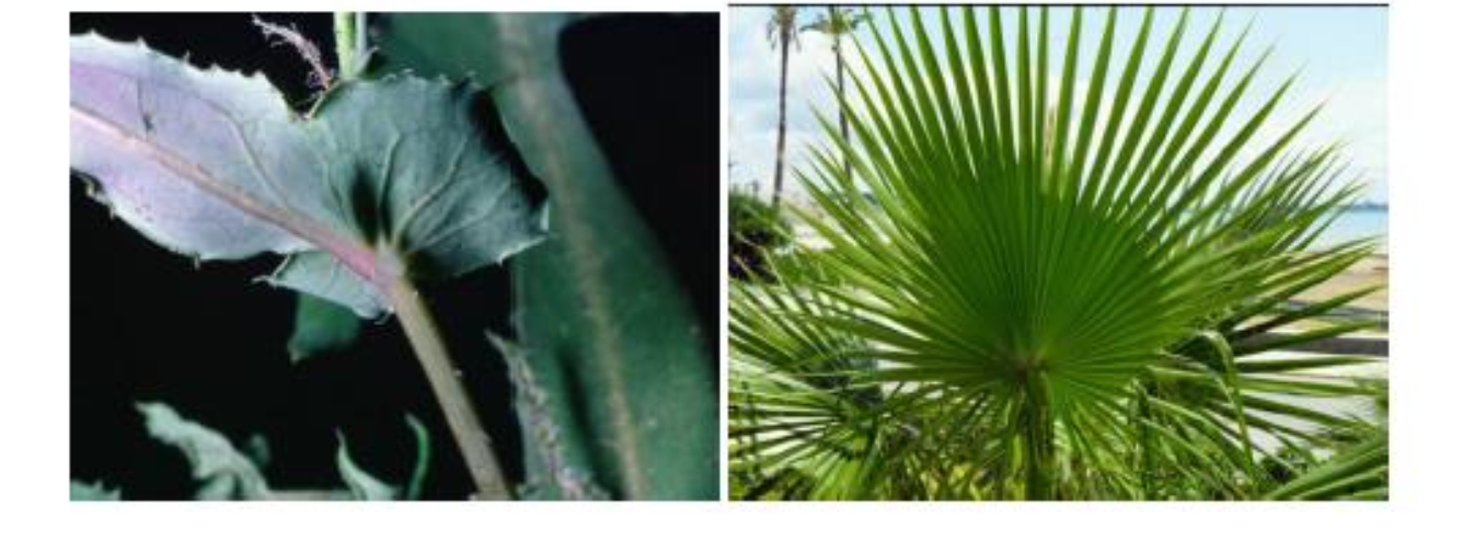 🍃 Tipos De Hojas En Botánica: Nomófilos, Cotidelonas, Brácteas y ...