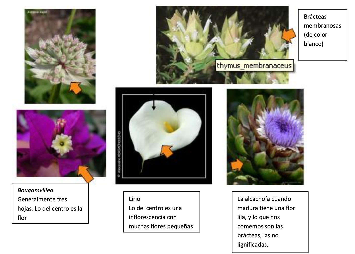 🍃 Tipos De Hojas En Botánica: Nomófilos, Cotidelonas, Brácteas y ...