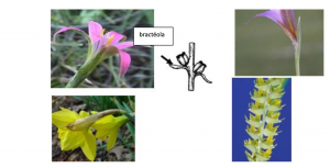 🍃 Tipos De Hojas En Botánica: Nomófilos, Cotidelonas, Brácteas y ...
