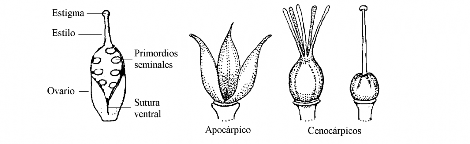 🌸 La Flor En Botánica: Guía Completa De Estructura Y Clasificación Para ...