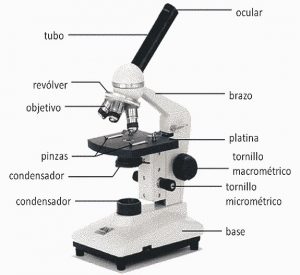 🔬 Qué Es Un Microscopio Óptico: Partes, Funciones Y Tipos - Azul Alcian