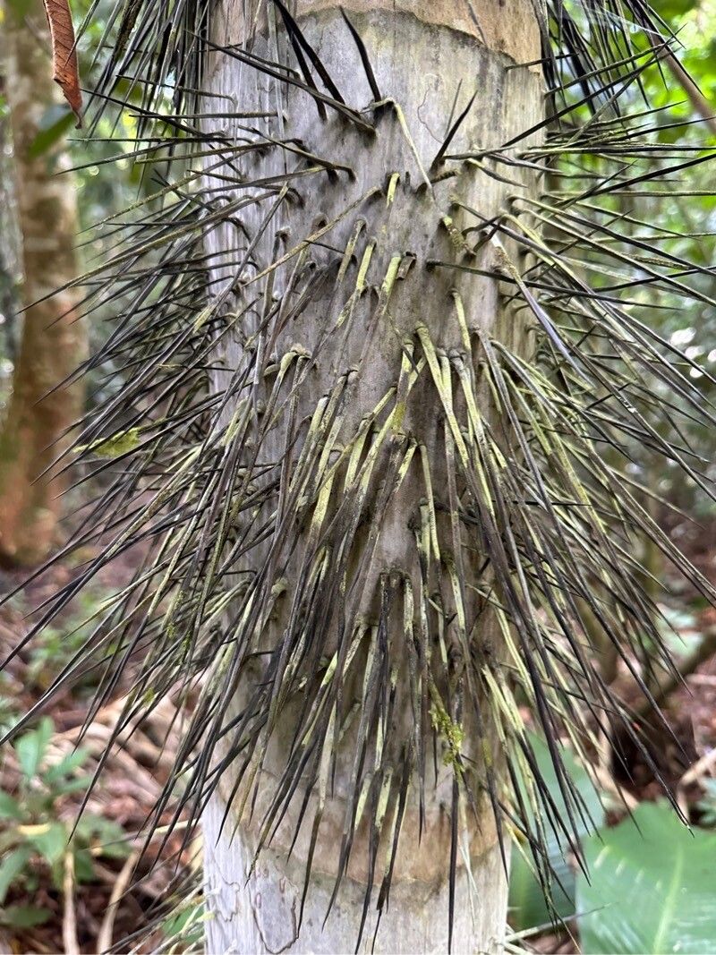 🌴 La Chunga (Astrocaryum Standleyanum): Características, Hábitat Y ...