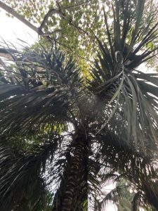 🌴 La Chunga (Astrocaryum Standleyanum): Características, Hábitat Y ...