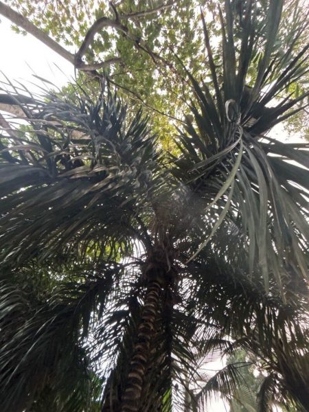 🌴 La Chunga (Astrocaryum Standleyanum): Características, Hábitat Y ...