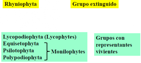 🌿 Pteridófitos: Guía Completa Para Estudiantes de Botánica ...