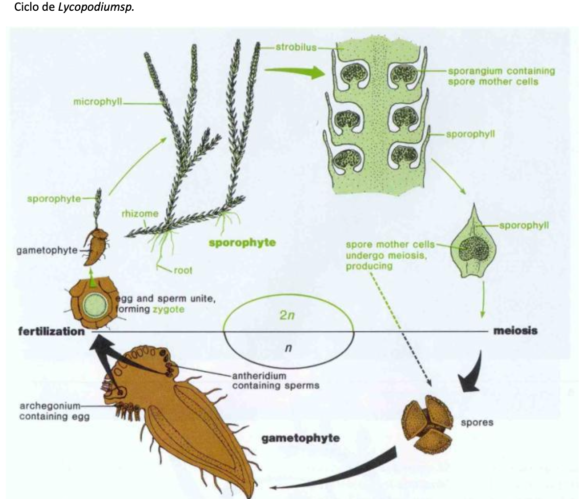 🌿 Pteridófitos: Guía Completa Para Estudiantes de Botánica ...