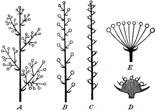 🌺 Tipos de Inflorescencias en Plantas: Guía Visual Para Estudiantes de ...