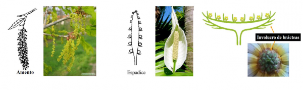 🌺 Tipos de Inflorescencias en Plantas: Guía Visual Para Estudiantes de ...
