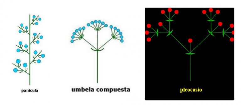 🌺 Tipos de Inflorescencias en Plantas: Guía Visual Para Estudiantes de ...