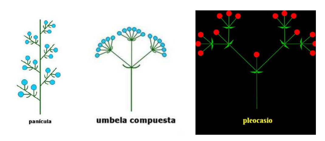 🌺 Tipos de Inflorescencias en Plantas: Guía Visual Para Estudiantes de ...